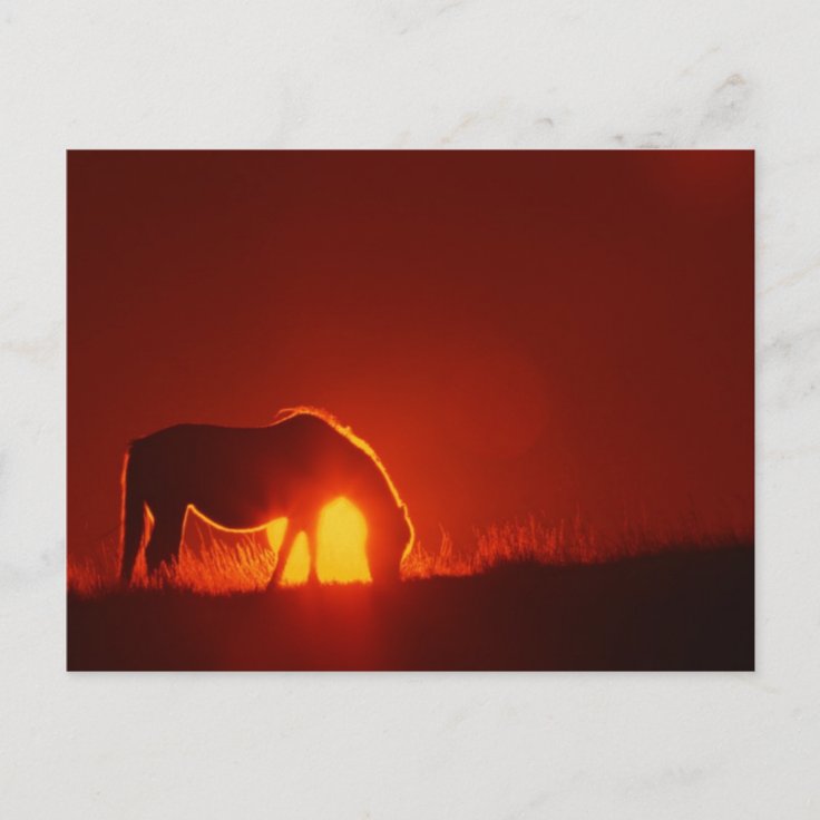 Horse in Red Sunset Postcard | Zazzle