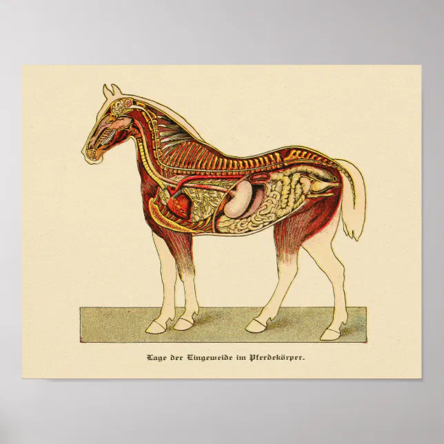 Internal Anatomy Of A Horse A Horse With The Internal Organs Labeled