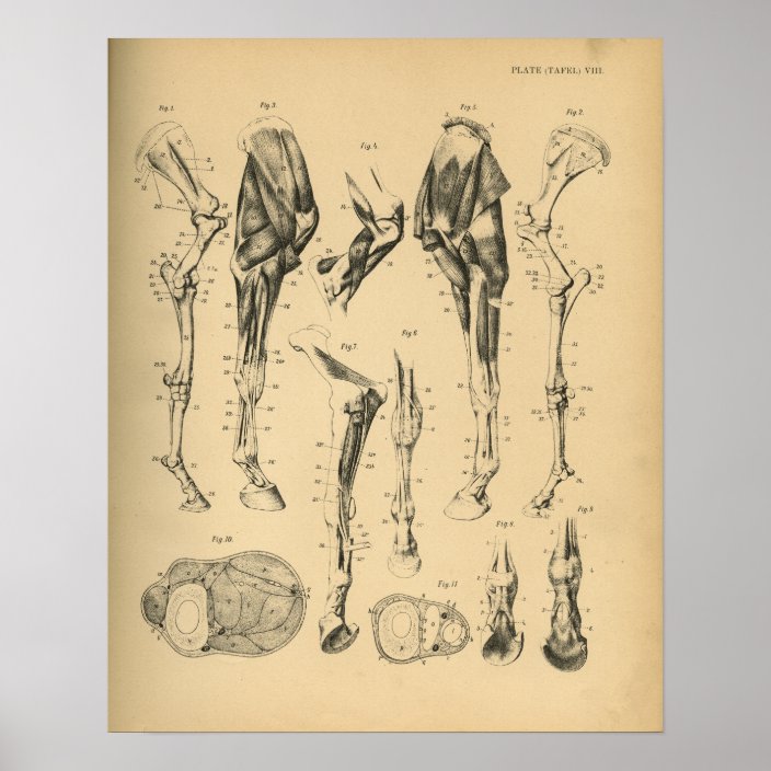 Horse Leg Bones Muscle Anatomy 1908 Vintage Print | Zazzle.com