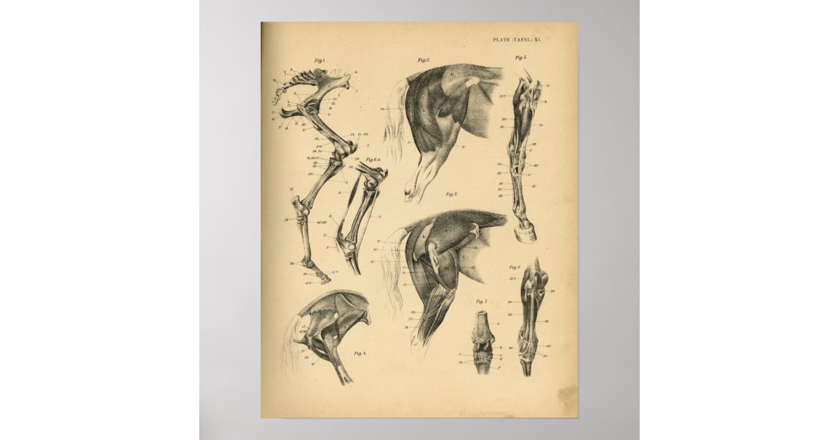 Horse Leg Muscles Anatomy 1908 Vintage Print | Zazzle