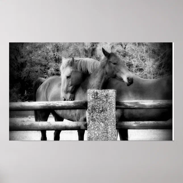 Horse Love! Two Horses Hugging Poster | Zazzle