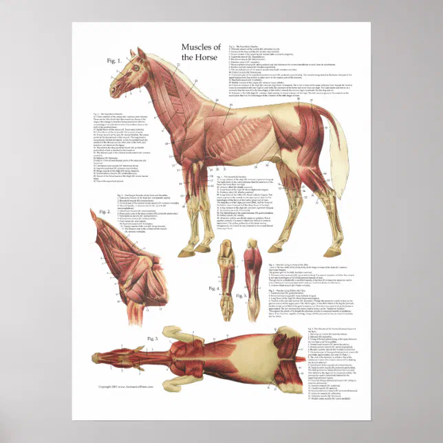 Horse Muscle Anatomy Veterinary Chart | Zazzle