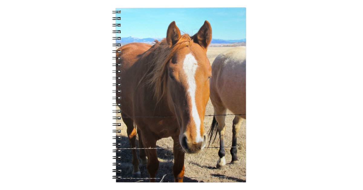 Horse Notebook | Zazzle