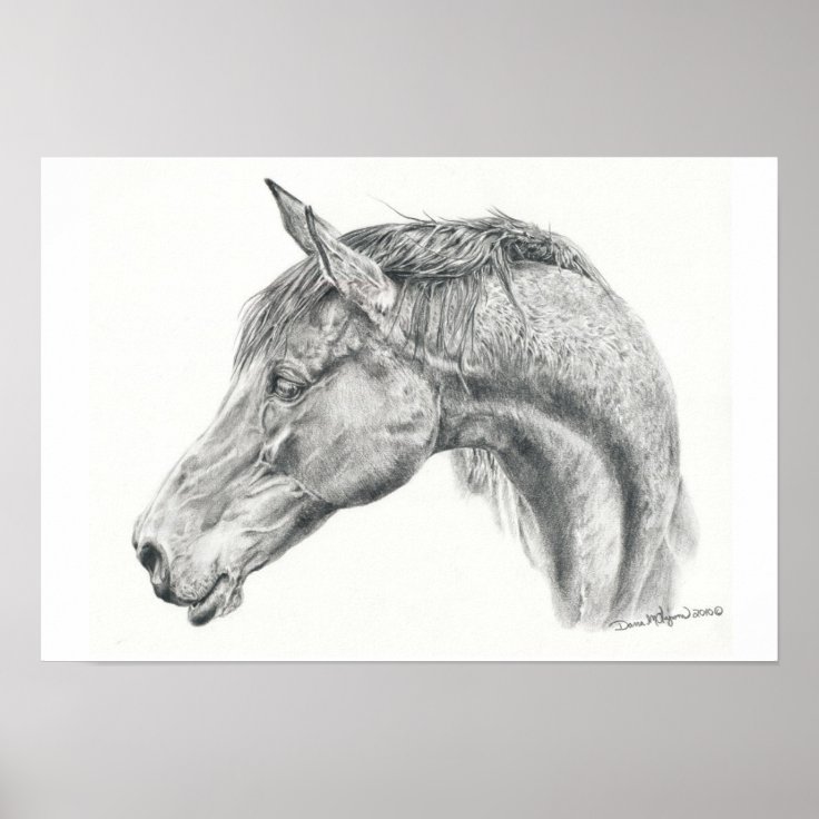 Horse portrait poster in graphite pencil drawing | Zazzle