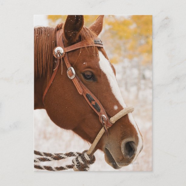 Personalized Horse Gifts on Zazzle