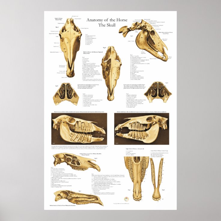 Horse Skull Anatomy Poster Anatomical Chart | Zazzle