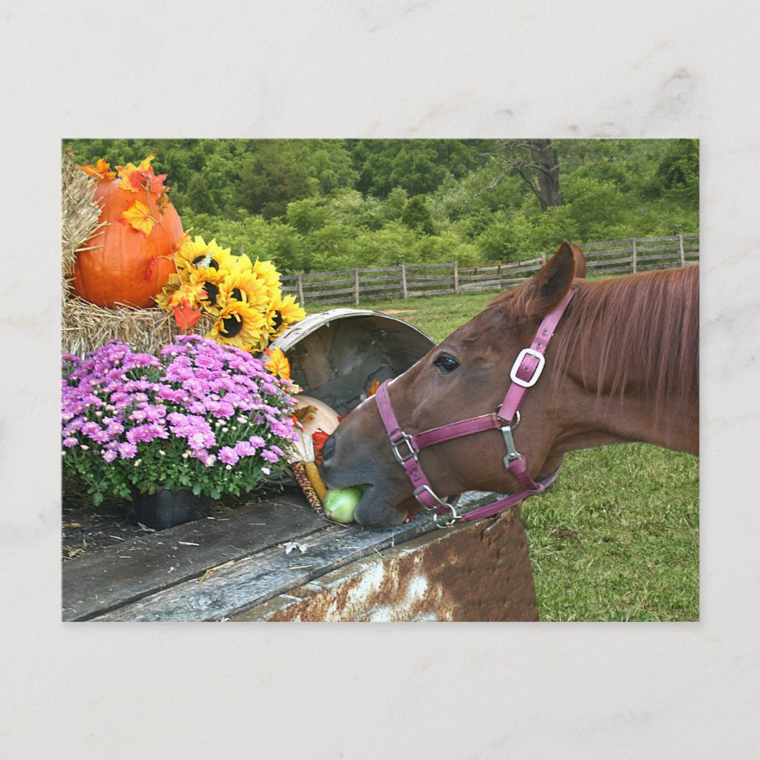 Horse Thanksgiving Holiday Postcard | Zazzle