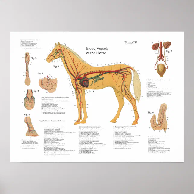 Horse Vascular Anatomy Poster Chart | Zazzle
