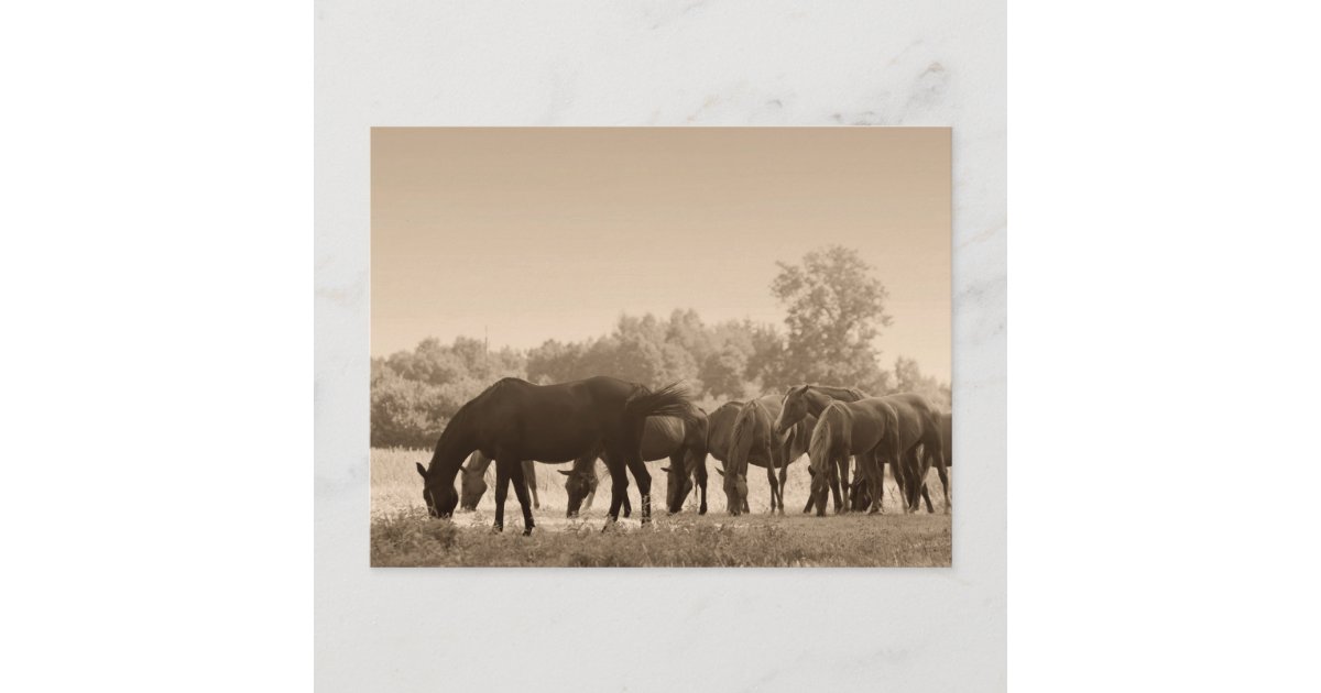 Horses Grazing- Sepia Toned Photograph Postcard | Zazzle