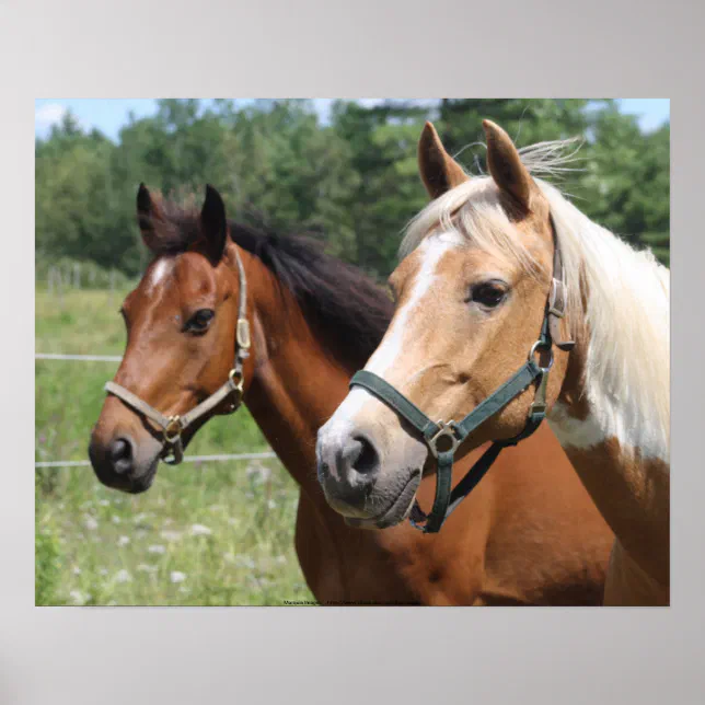 Horses Poster | Zazzle
