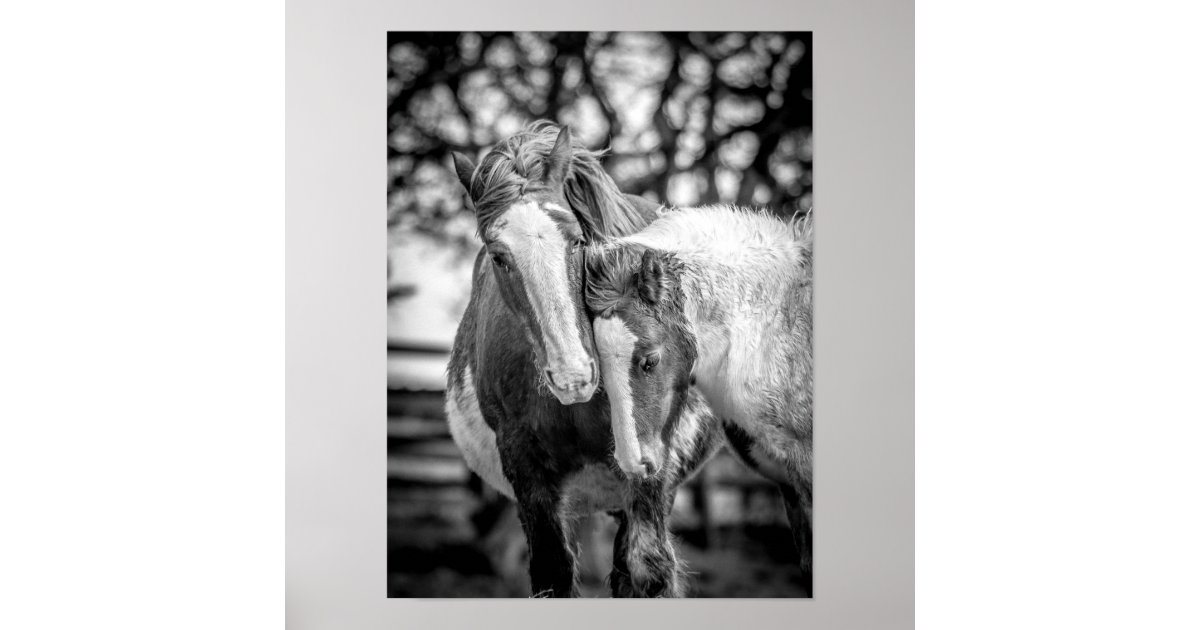 Horses Print/Poster Poster | Zazzle