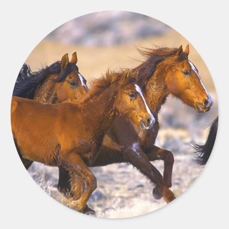 Horses running classic round sticker | Zazzle