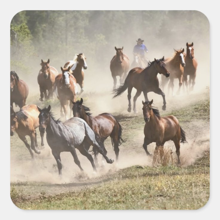 Horses running during roundup, Montana Square Sticker | Zazzle