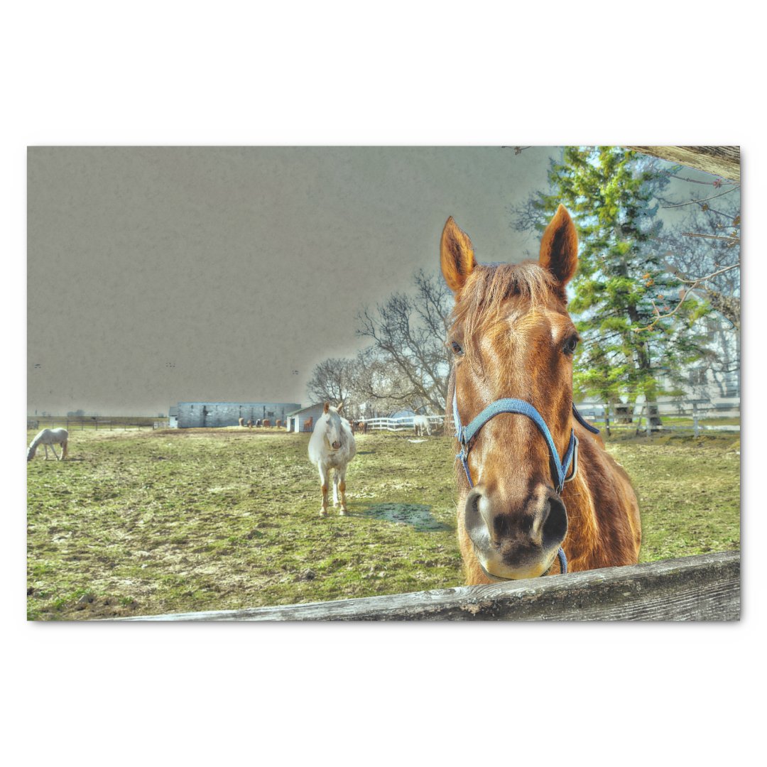 Horses Rustic Country Western Farm Decoupage Tissue Paper | Zazzle