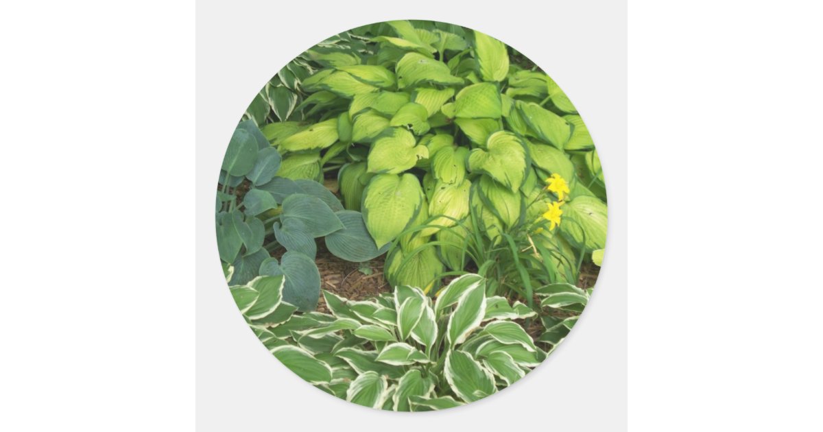 Hosta Classic Round Sticker | Zazzle
