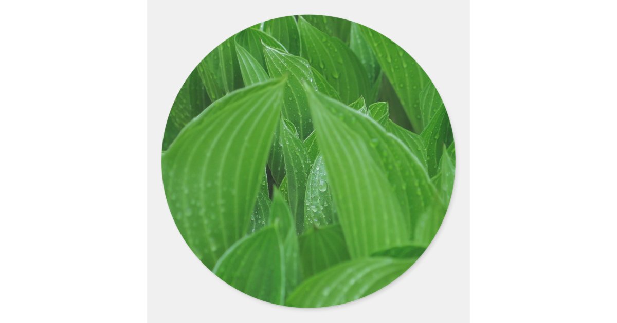 Hosta Leaves with Raindrops Stickers | Zazzle