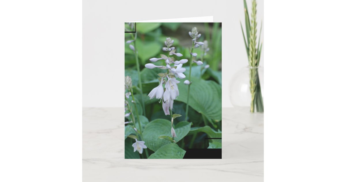 Hosta Plant Greeting Card | Zazzle