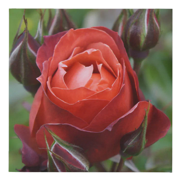 Hot Cocoa Rose #1 Canvas | Zazzle