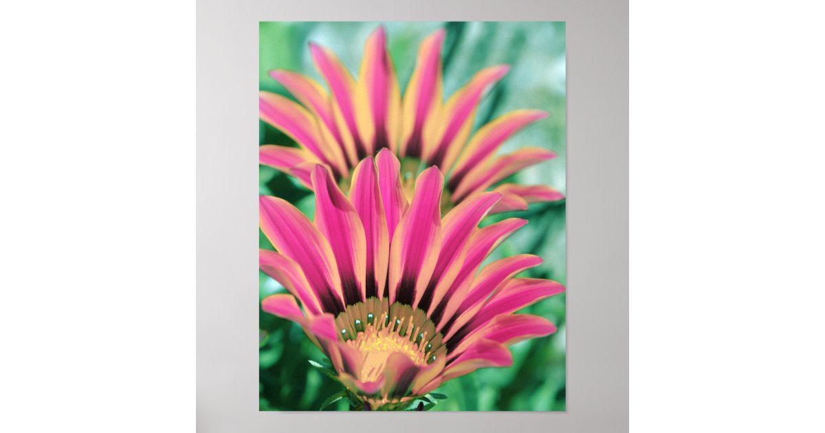 Hot Pink Daisy Petals Poster | Zazzle