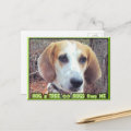 Hound Dog Tree Hugger Postcard | Zazzle