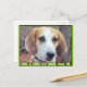 Hound Dog Tree Hugger Postcard | Zazzle