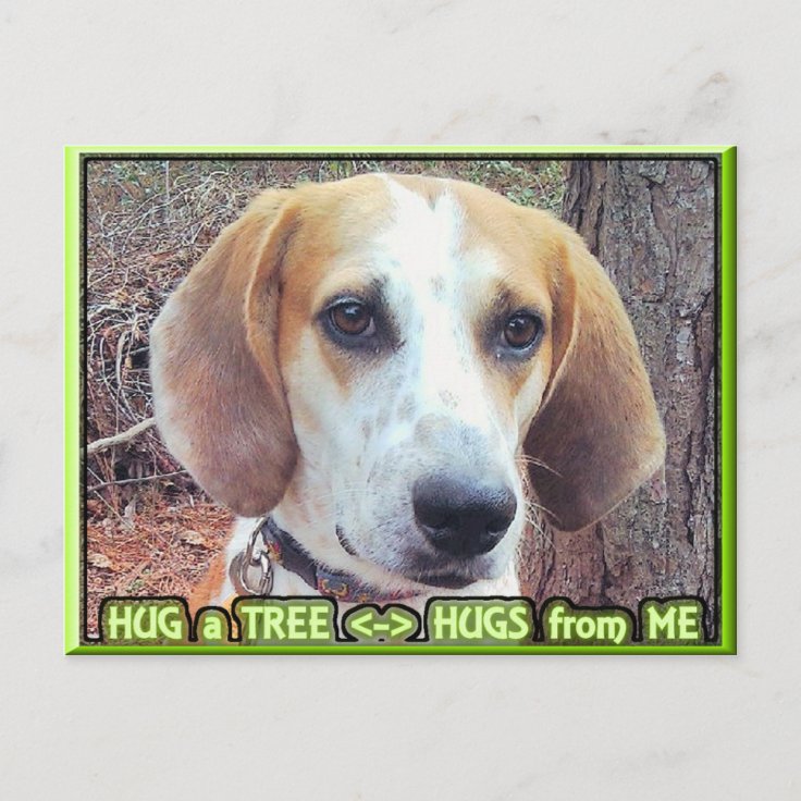 Hound Dog Tree Hugger Postcard | Zazzle