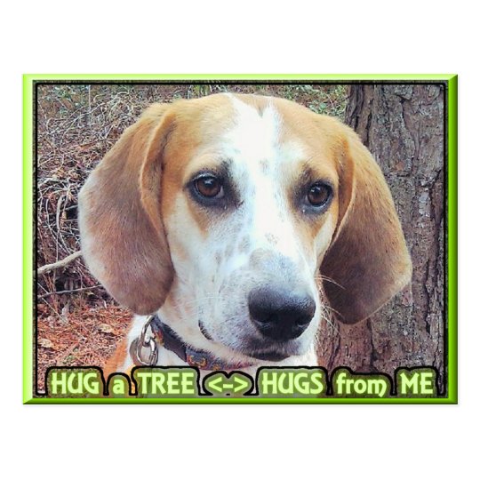 Hound Dog Tree Hugger Postcard | Zazzle.com