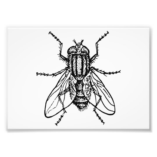 House Fly Photo Print | Zazzle.com