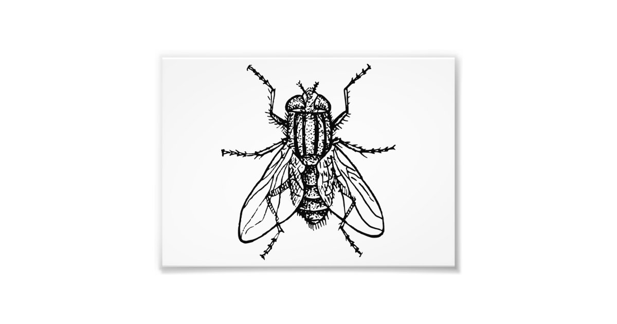 House Fly Photo Print | Zazzle