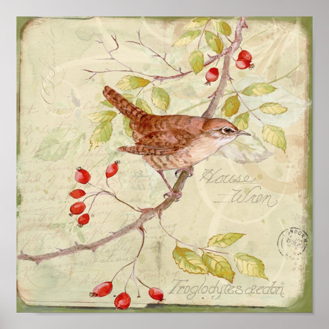 House Wren Collage Poster | Zazzle