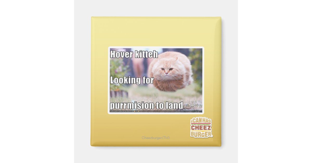 Hover kitteh magnet | Zazzle