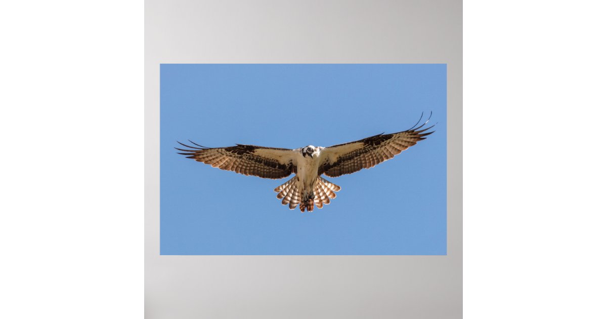 Hovering Osprey Poster | Zazzle
