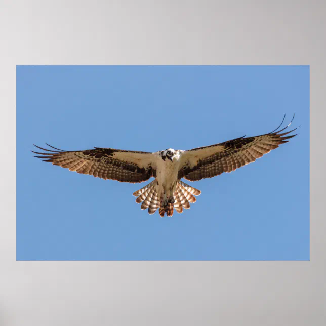Hovering Osprey Poster | Zazzle
