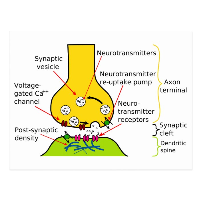 How Nerve Signals Are Sent With Synapses Diagram Postcard | Zazzle.com