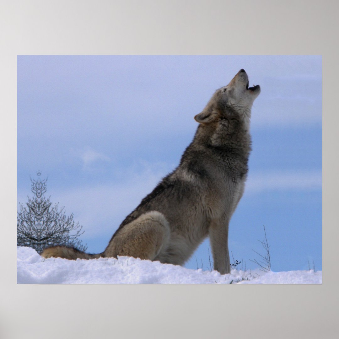 Howling Alaskan Timber Wolf Poster | Zazzle
