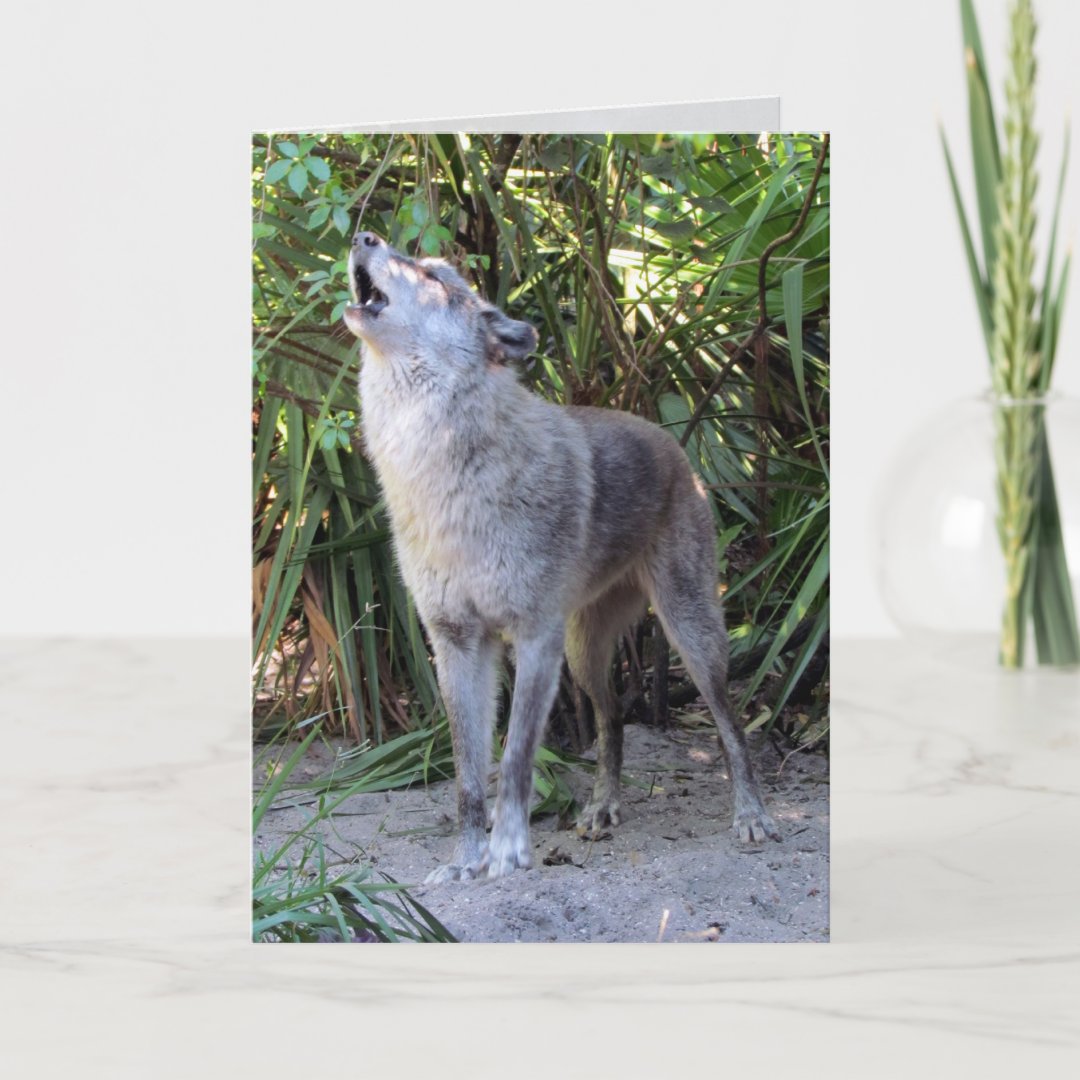 Howling Wolf Birthday Card | Zazzle