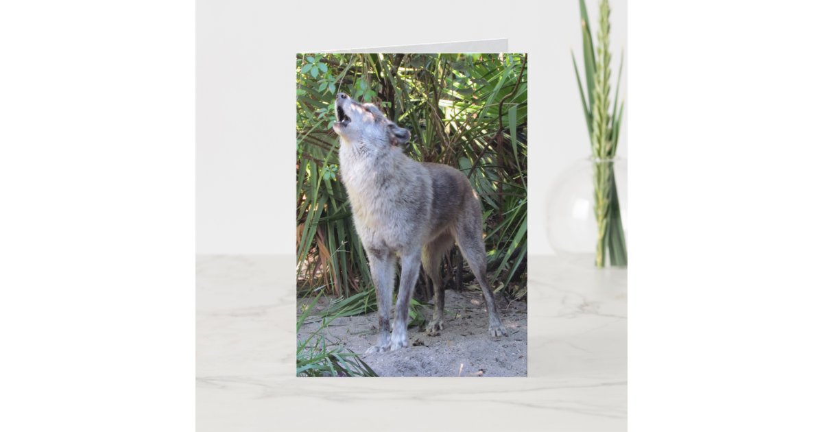 Howling Wolf Birthday Card | Zazzle