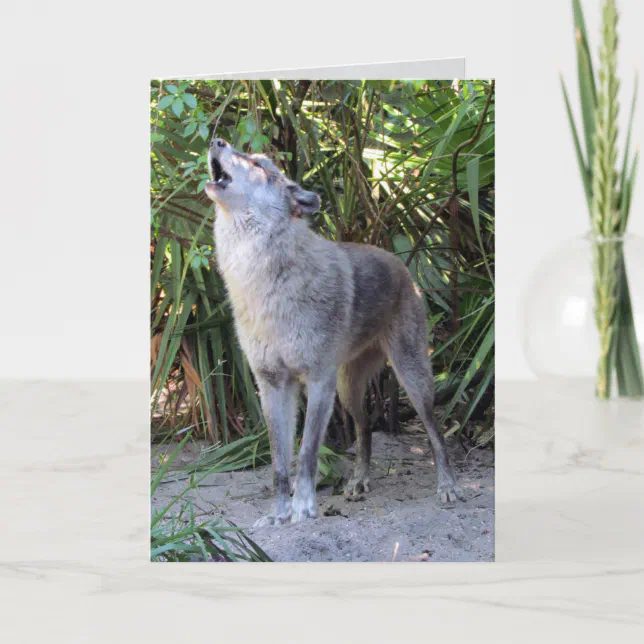 Howling Wolf Birthday Card | Zazzle