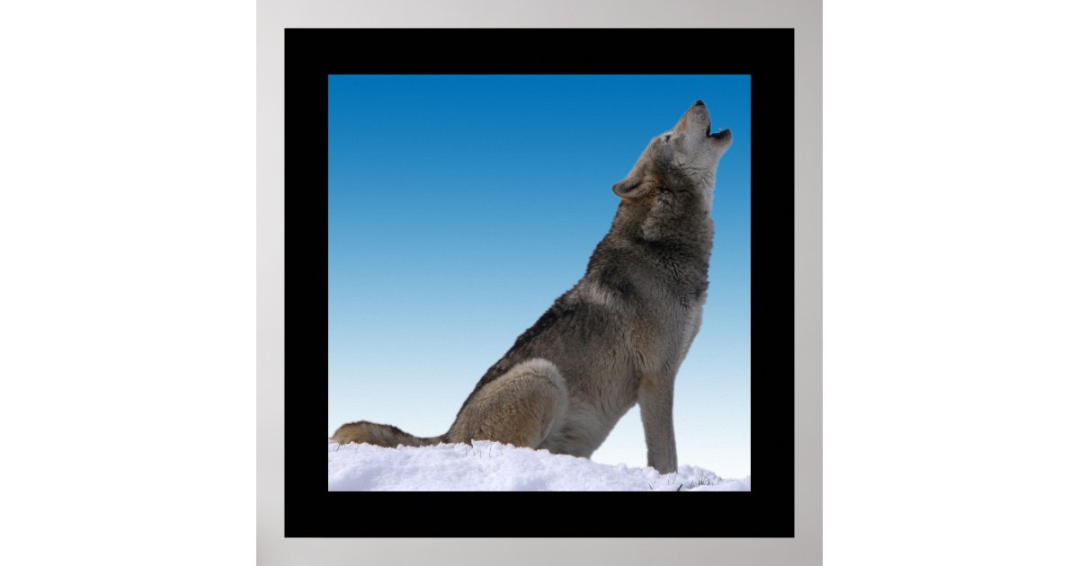 Howling Wolf Custom Border Color Poster | Zazzle