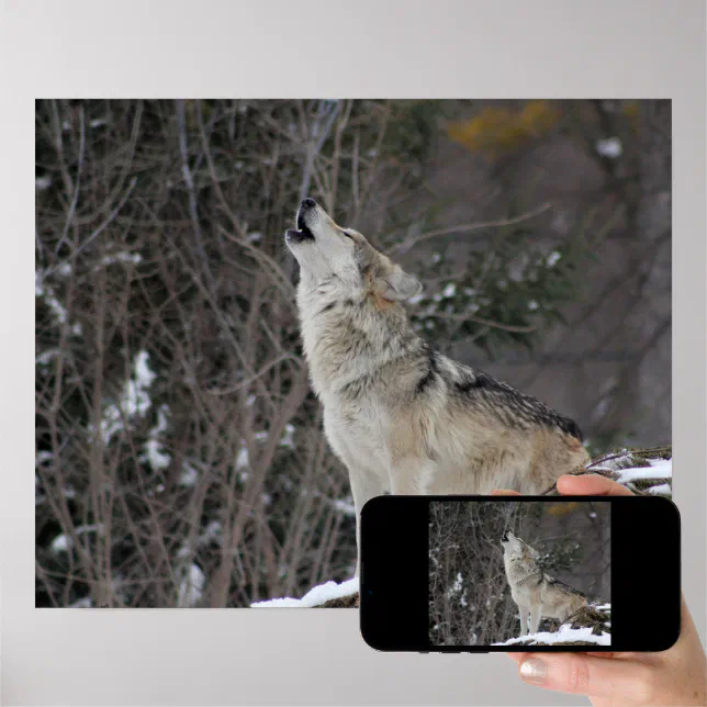 Howling Wolf In Winter Poster | Zazzle