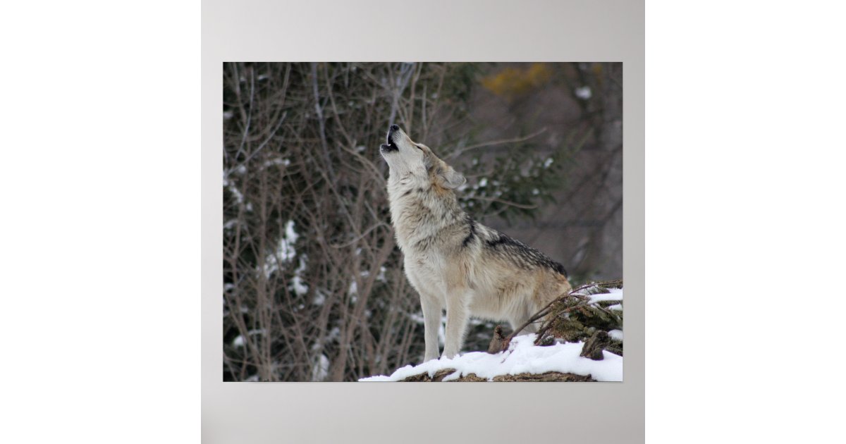 Howling Wolf In Winter Poster | Zazzle