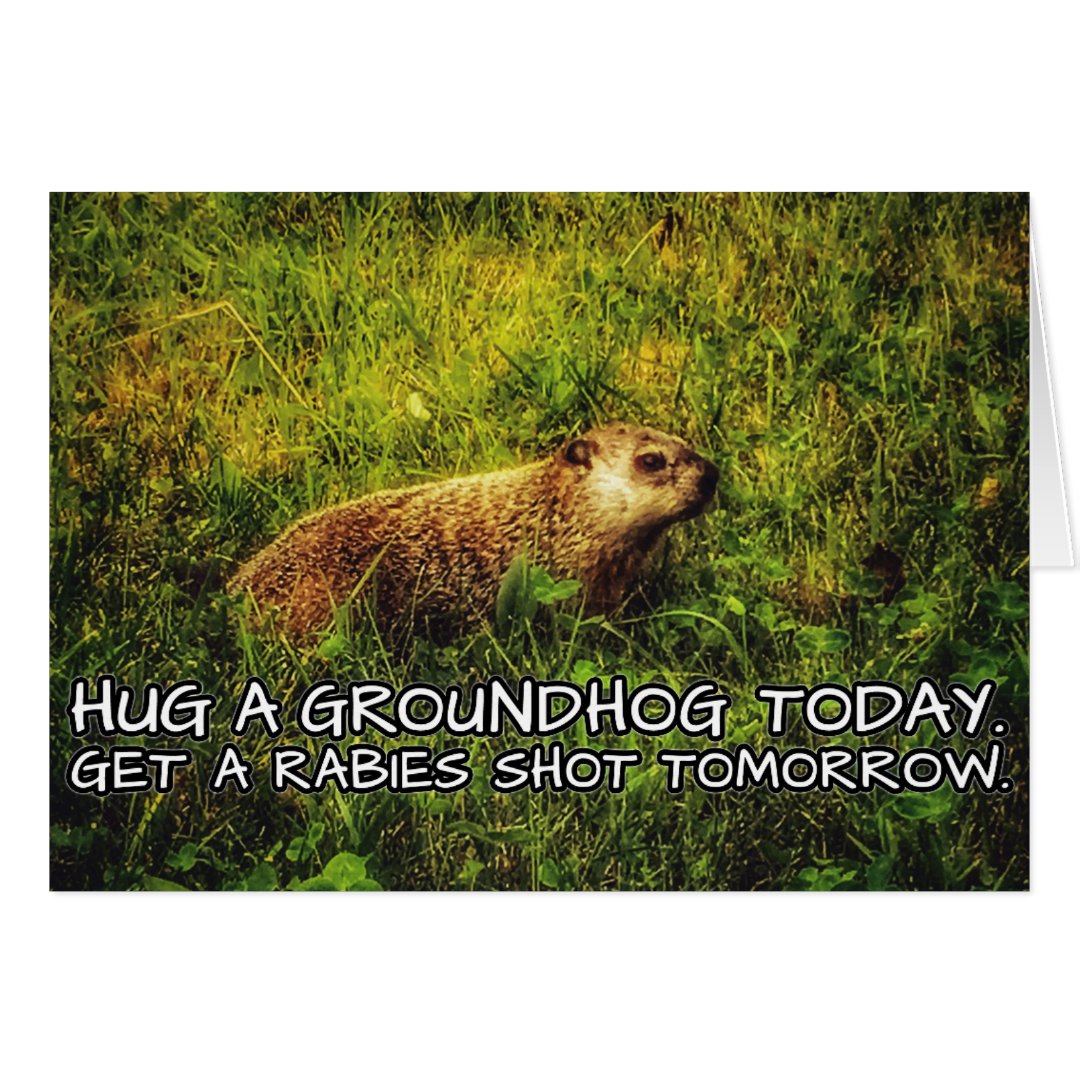 Hug a groundhog today. Get a rabies shot tomorrow. | Zazzle