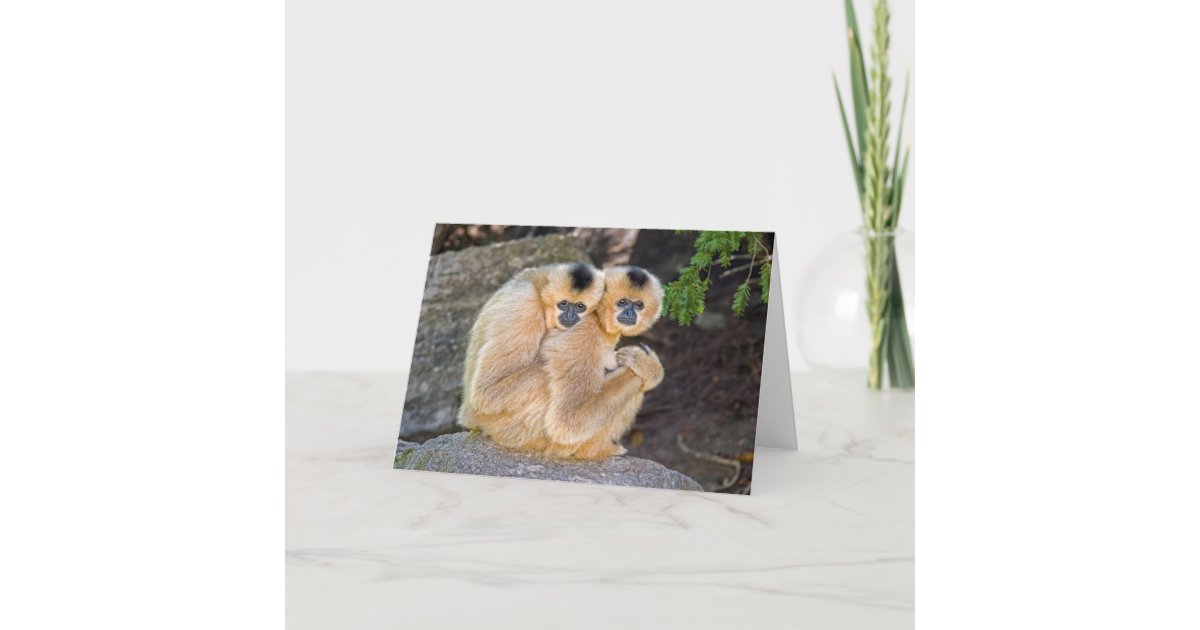 Hugging Buff Cheeked Gibbons Card | Zazzle