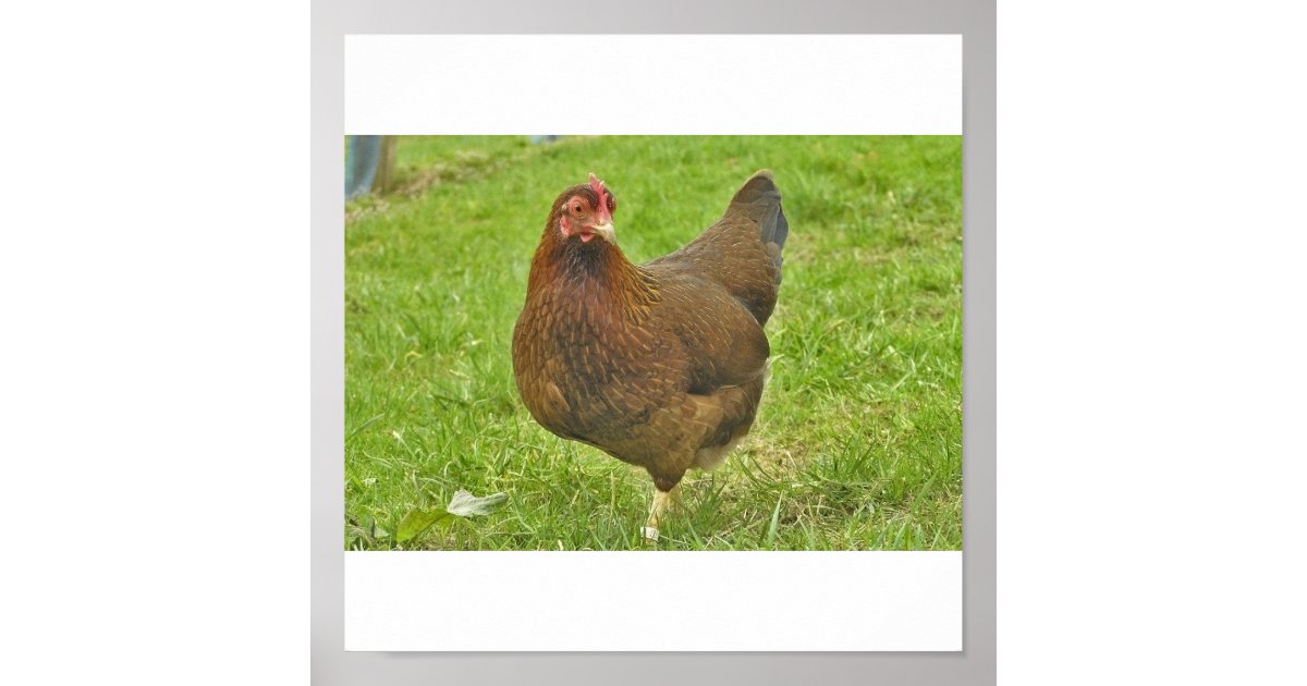Huhn Poster | Zazzle