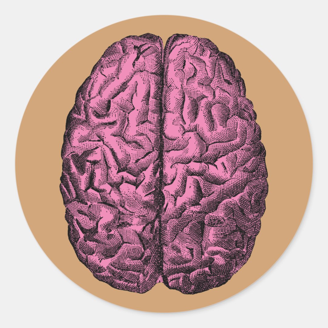 Human Anatomy Brain Classic Round Sticker | Zazzle
