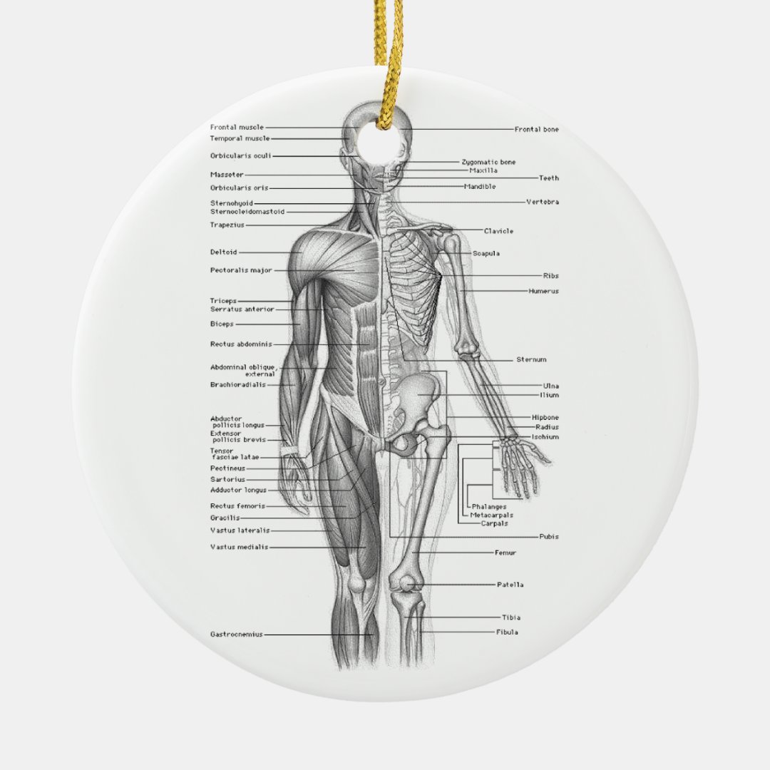 Human Anatomy Chart Ceramic Ornament | Zazzle