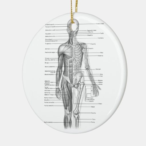 Human Anatomy Chart Ceramic Ornament | Zazzle