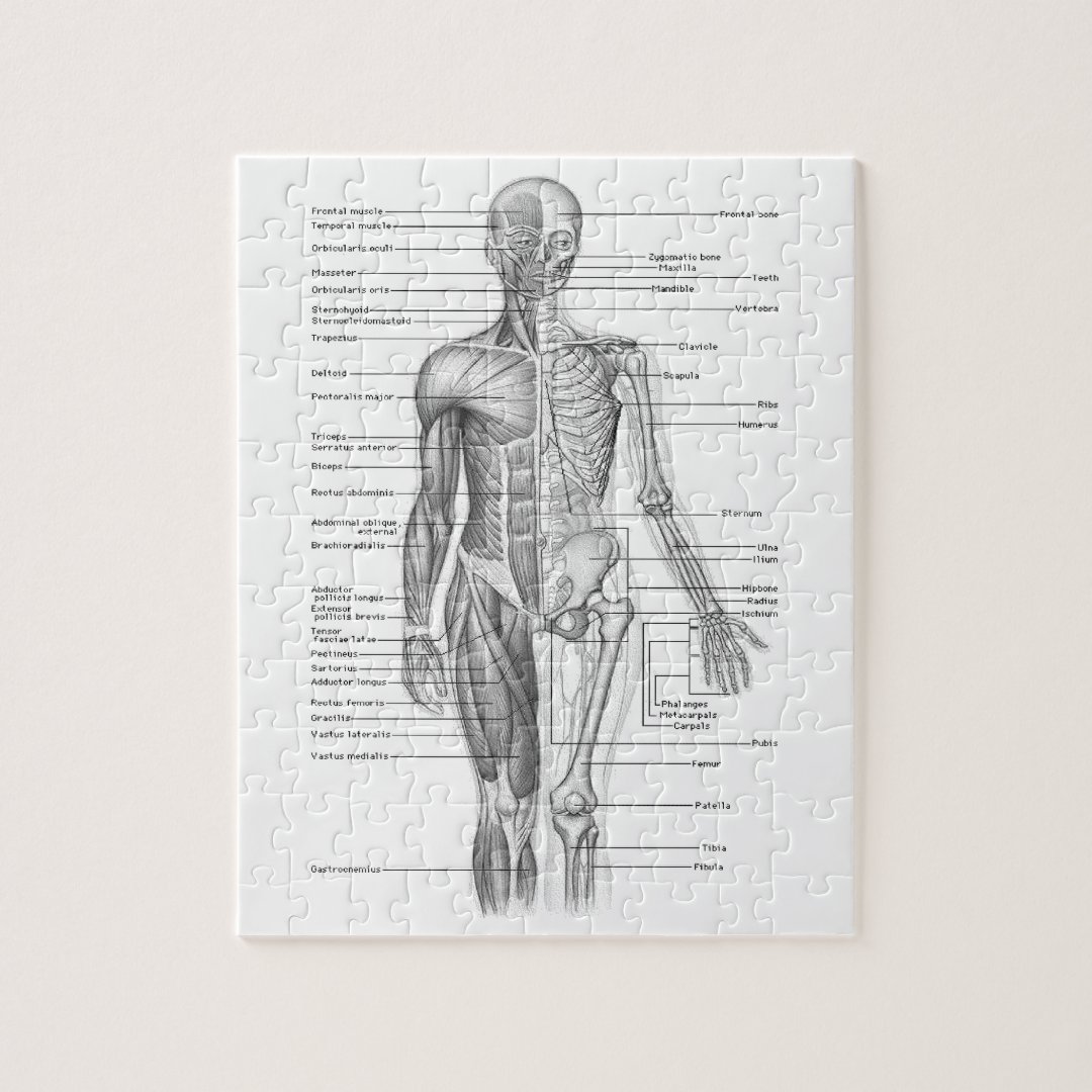 Human Anatomy Chart Jigsaw Puzzle | Zazzle