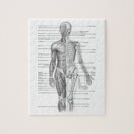 Human Anatomy Chart Jigsaw Puzzle | Zazzle.com