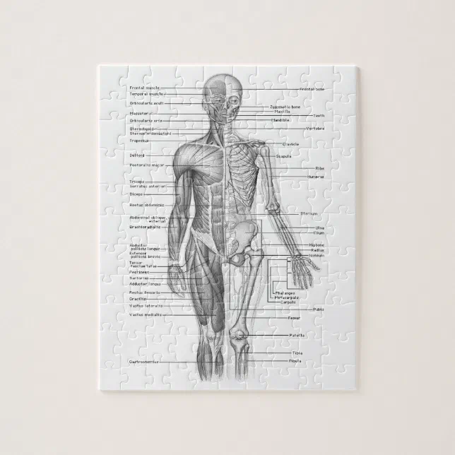 Human Anatomy Chart Jigsaw Puzzle | Zazzle